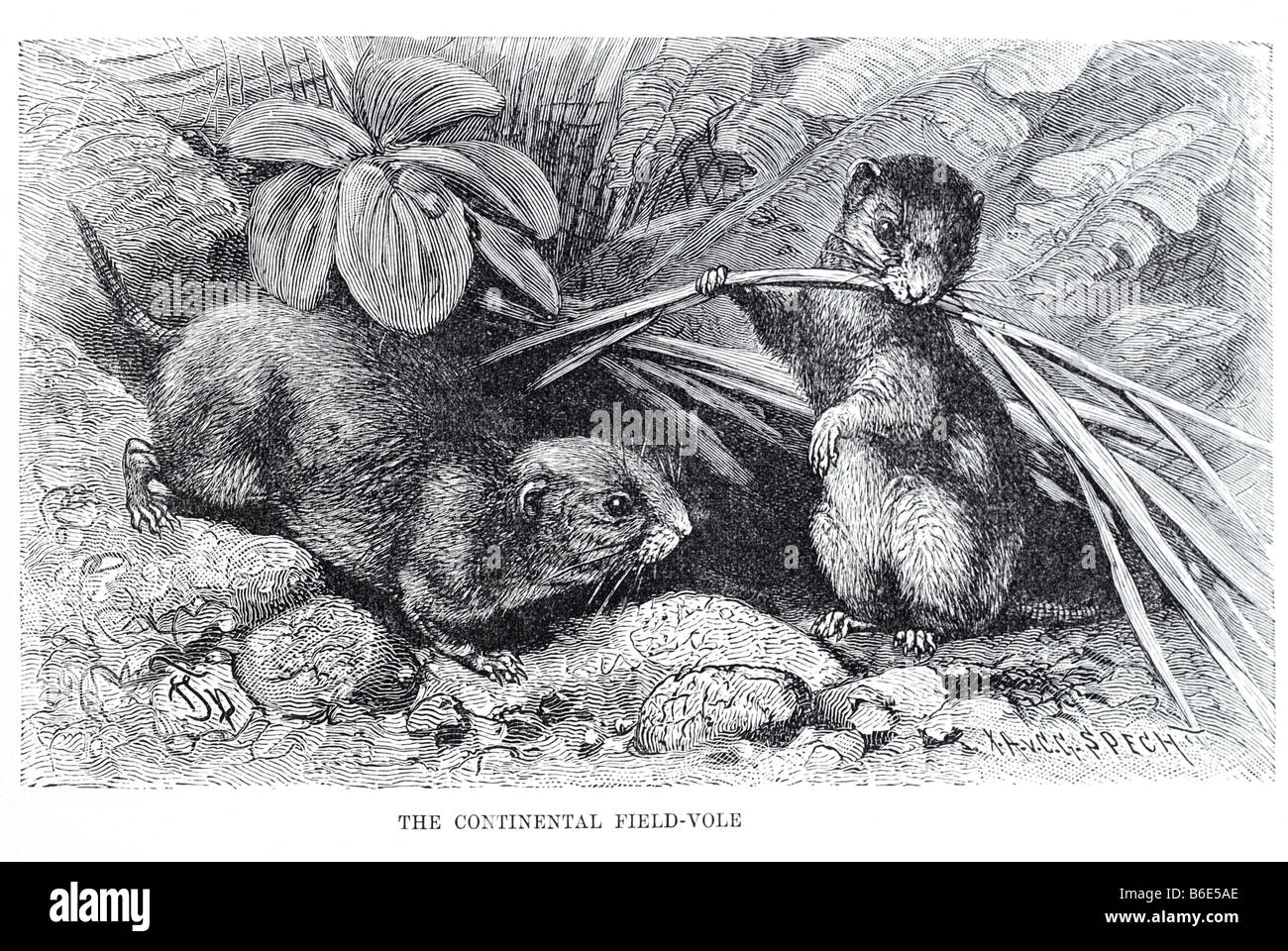 continental field vole or short-tailed vole, Microtus agrestis, is a ...