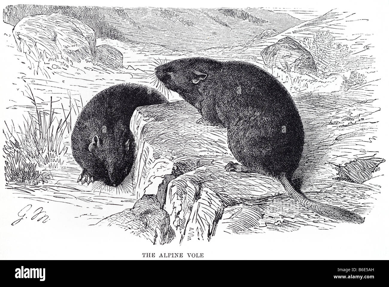 alpine vole is a small rodent resembling a mouse but with a stouter ...