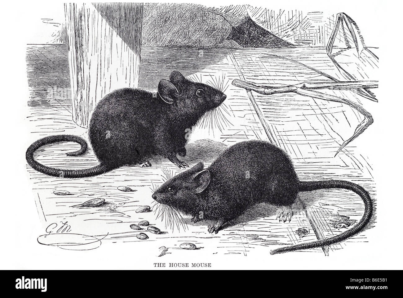 Mus genus hi-res stock photography and images - Alamy