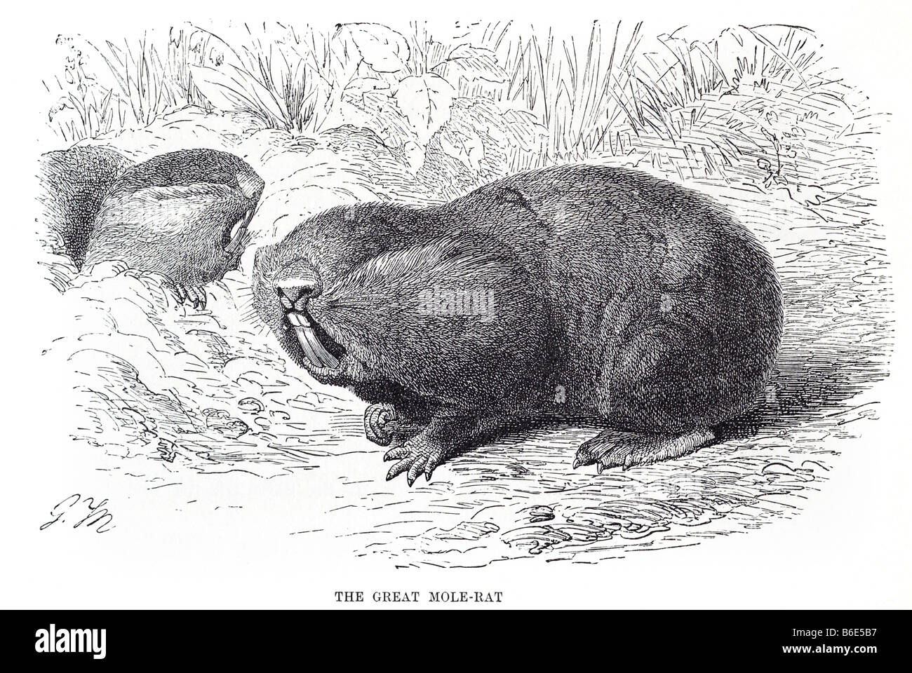 Myospalacinae hi-res stock photography and images - Alamy