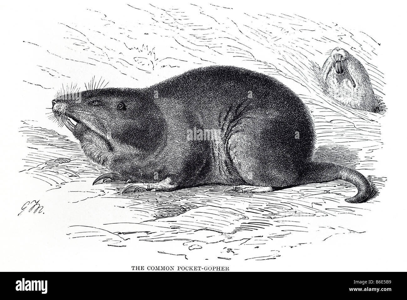 True gopher hi-res stock photography and images - Alamy