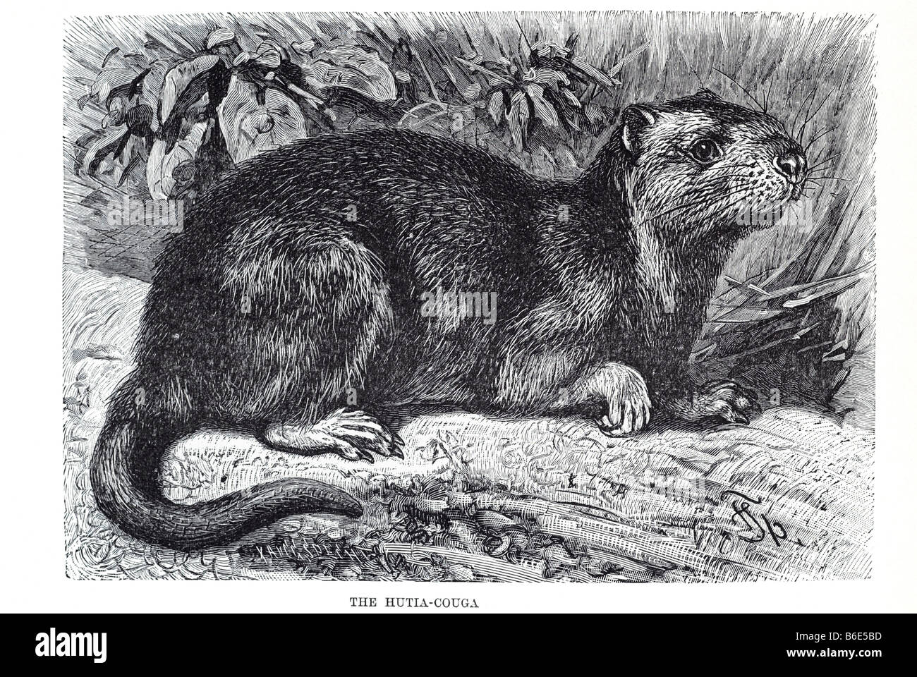 Extinct giant hutias hi-res stock photography and images - Alamy