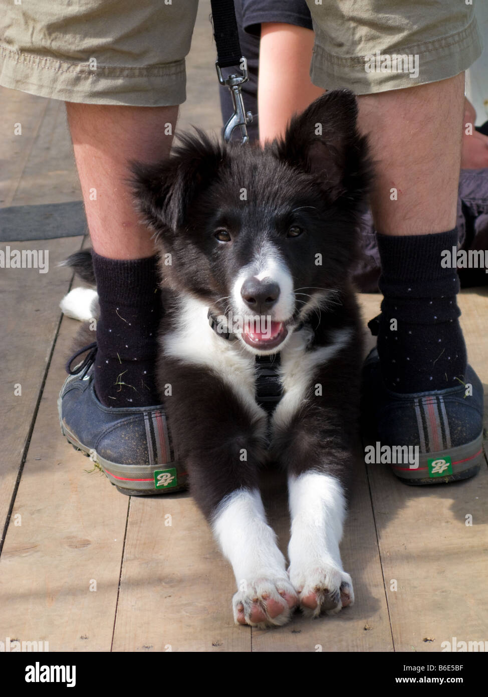 border collie puppy lying between his owner legs Stock Photo - Alamy