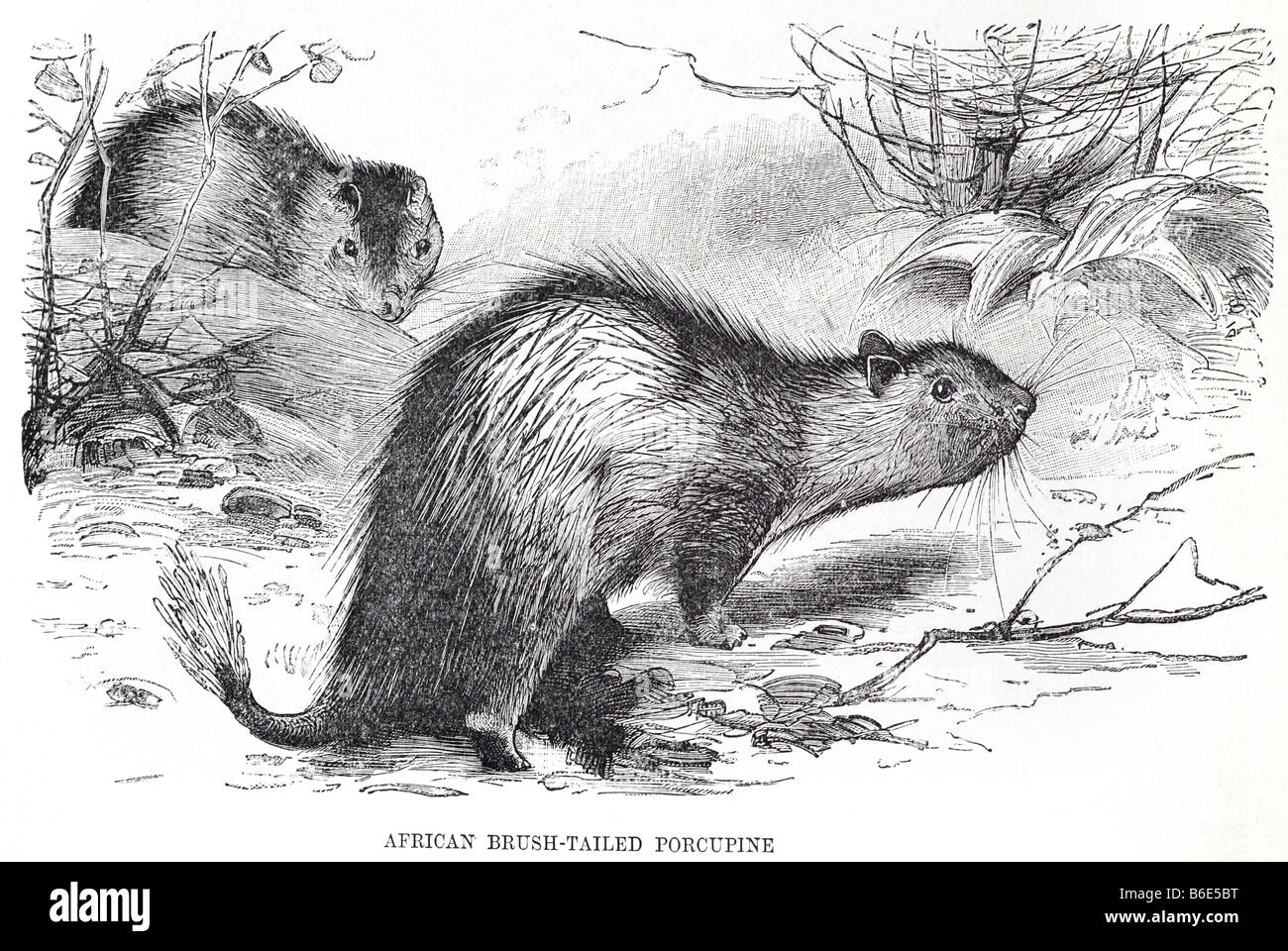 african brush tailed porcupine crested porcupine Hystrix cristata is a ...
