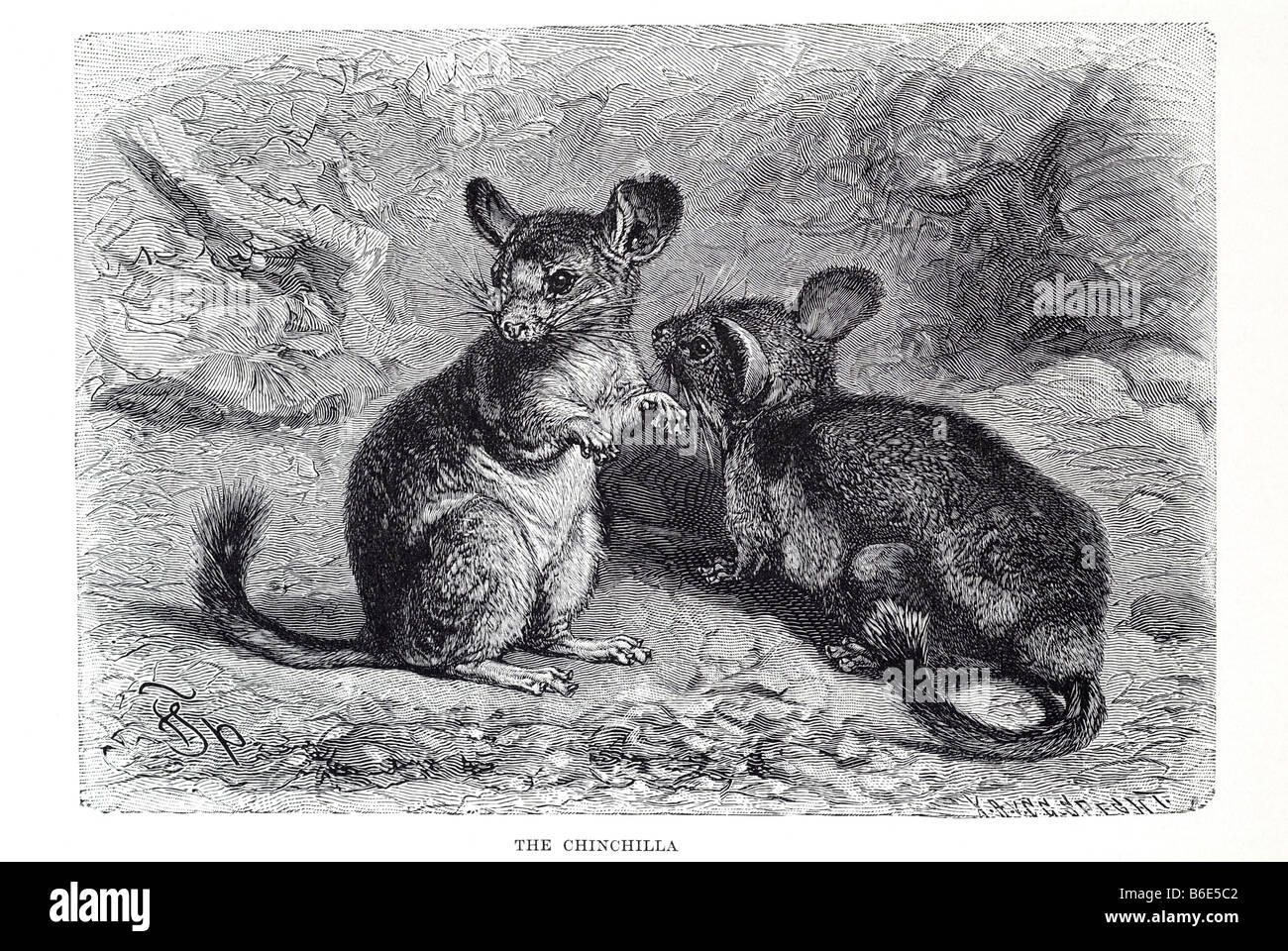 Chinchillas are crepuscular rodents slightly larger than ground ...