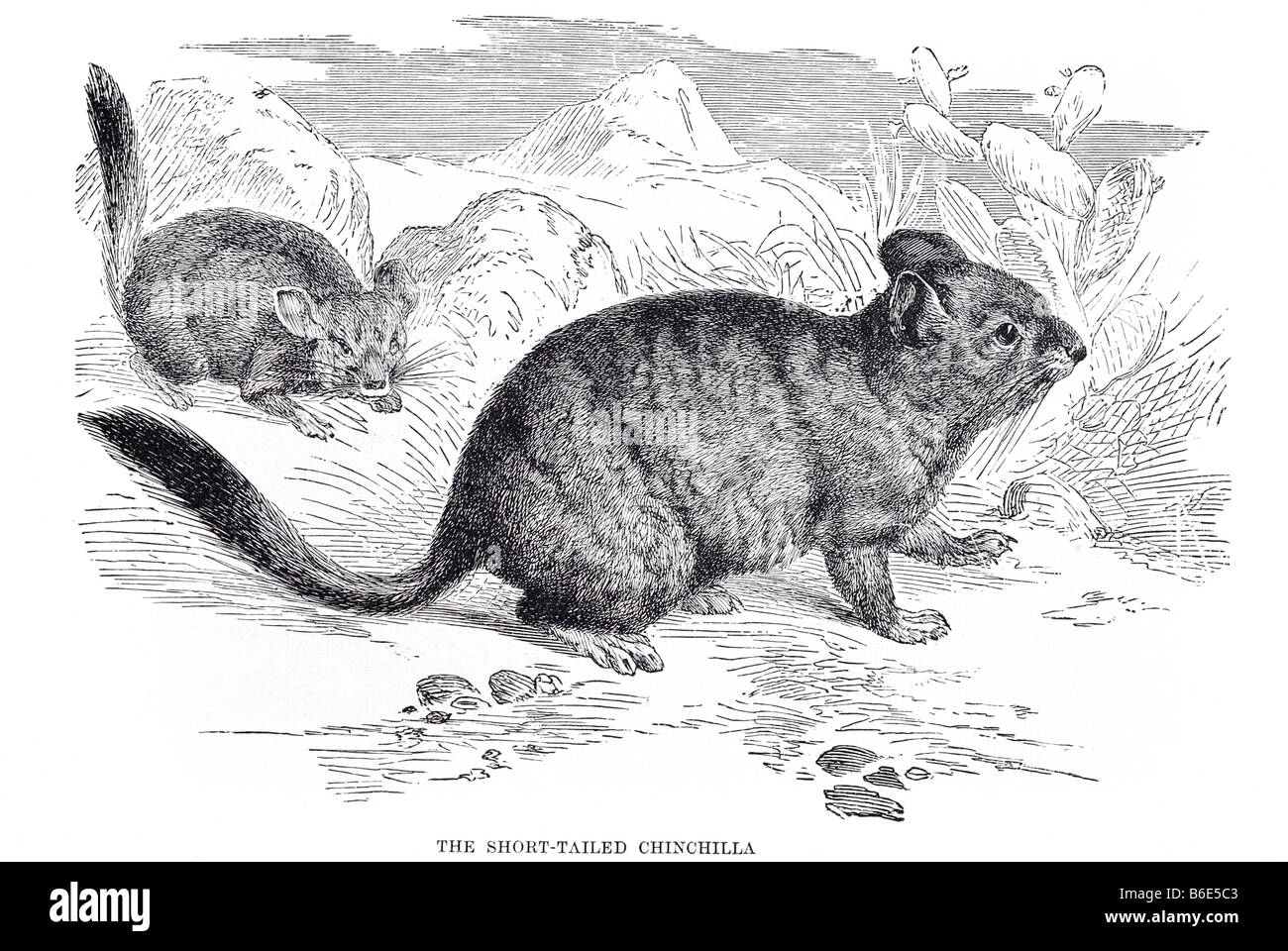 short tailed chinchilla crepuscular rodents Stock Photo - Alamy