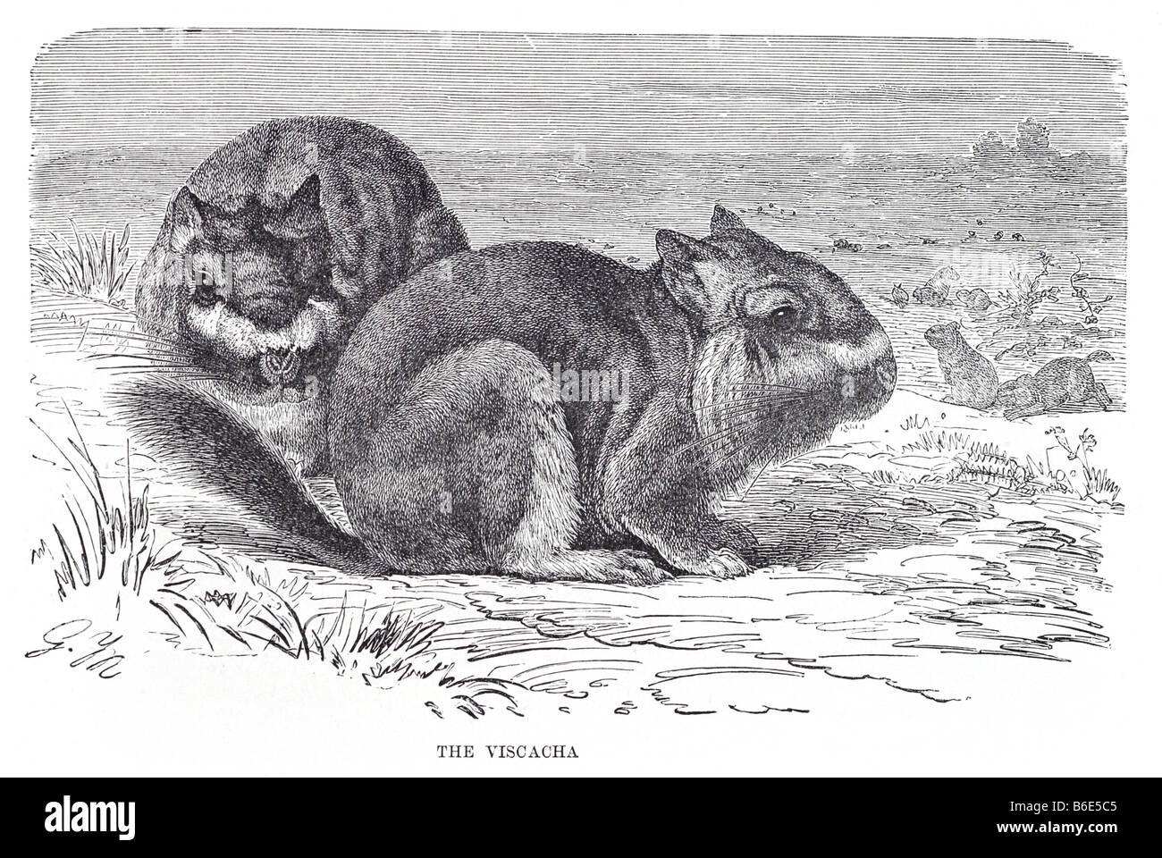viscacha chinchillidae contains the chinchillas, viscachas,and their ...