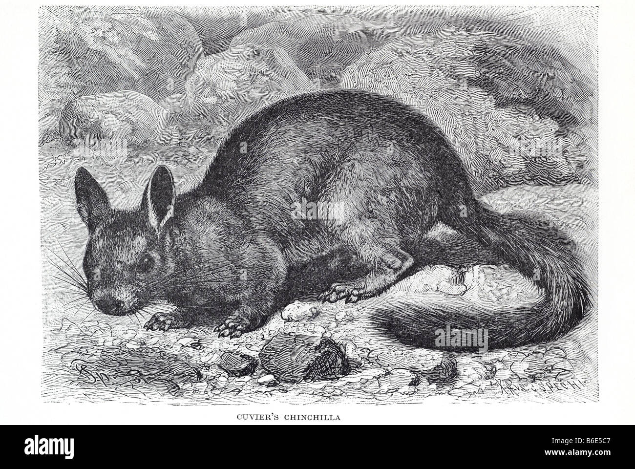 cuvier's chinchilla The family Chinchillidae contains the chinchillas ...