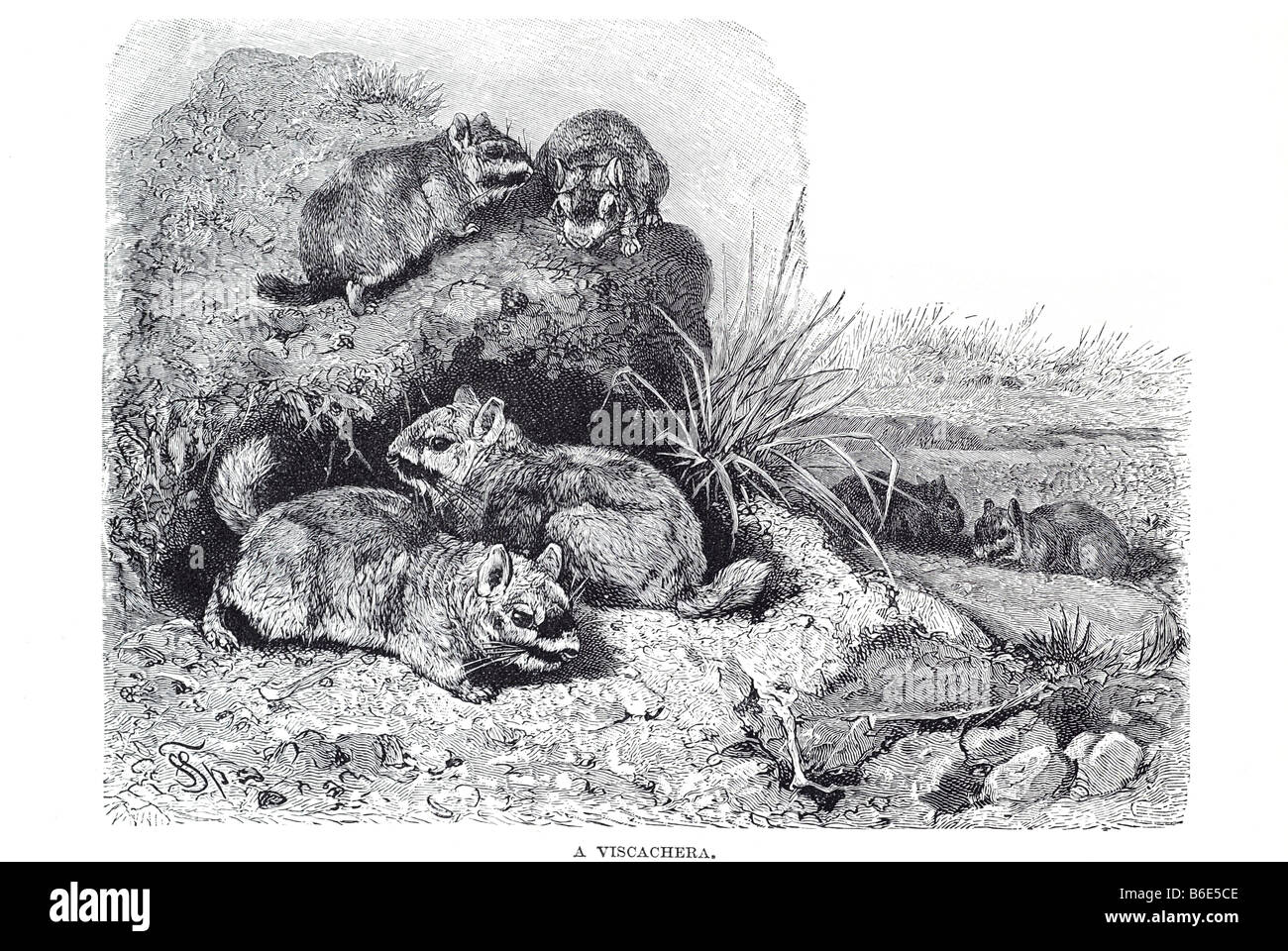 Vizcachas argentina hi-res stock photography and images - Alamy