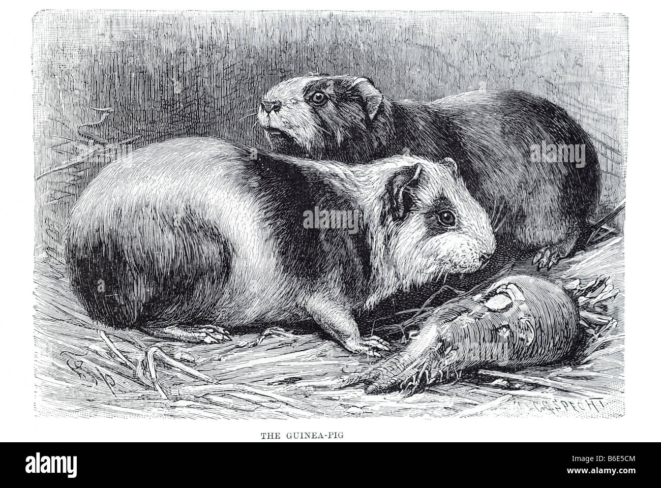 guinea pig Cavy Cavia porcellus rodent Caviidae. Despite their common ...