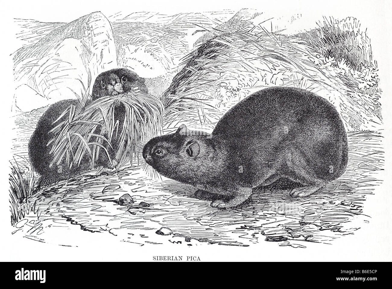 Genus ochotona hi-res stock photography and images - Alamy
