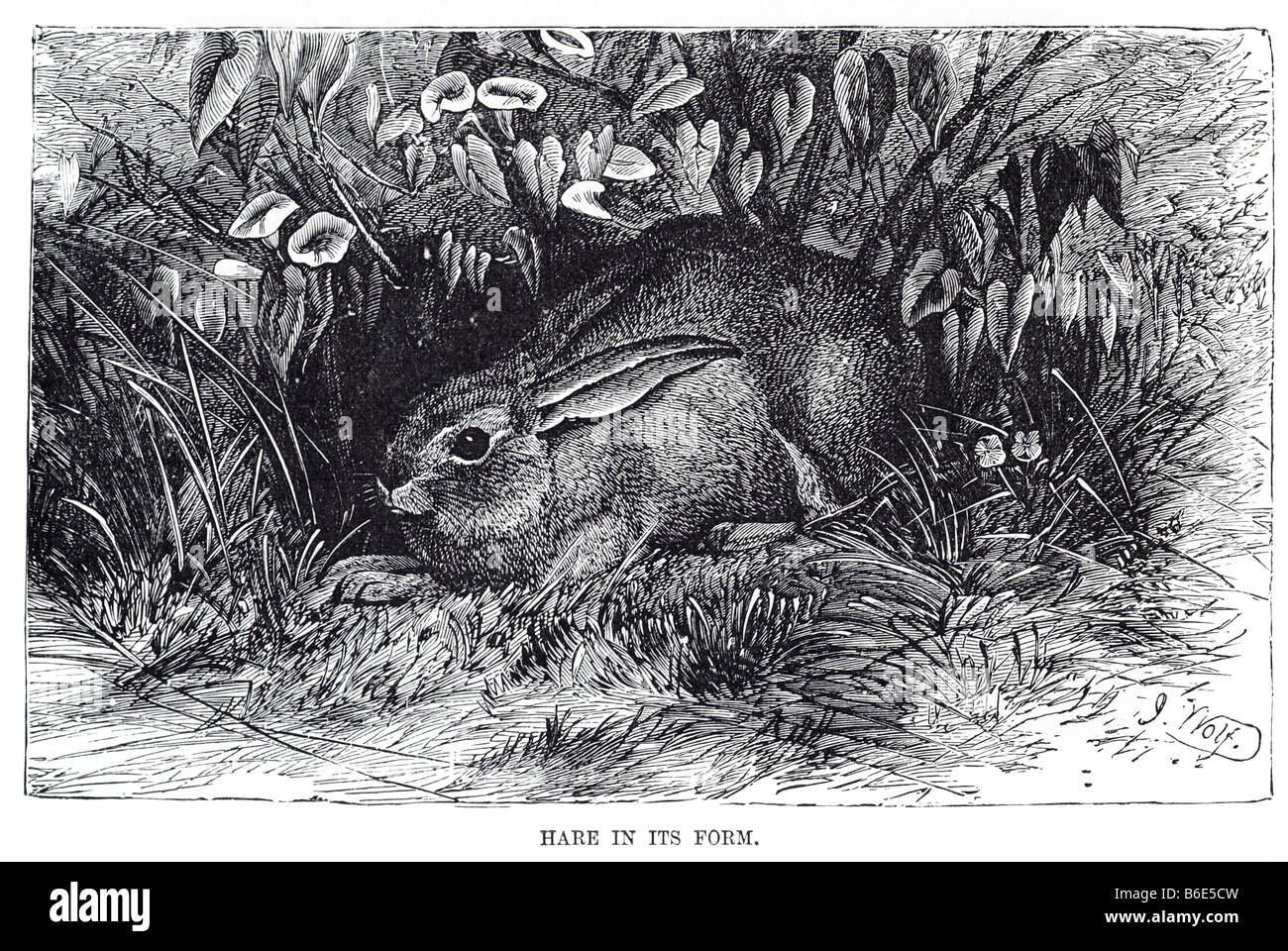 Hare said master hi-res stock photography and images - Alamy