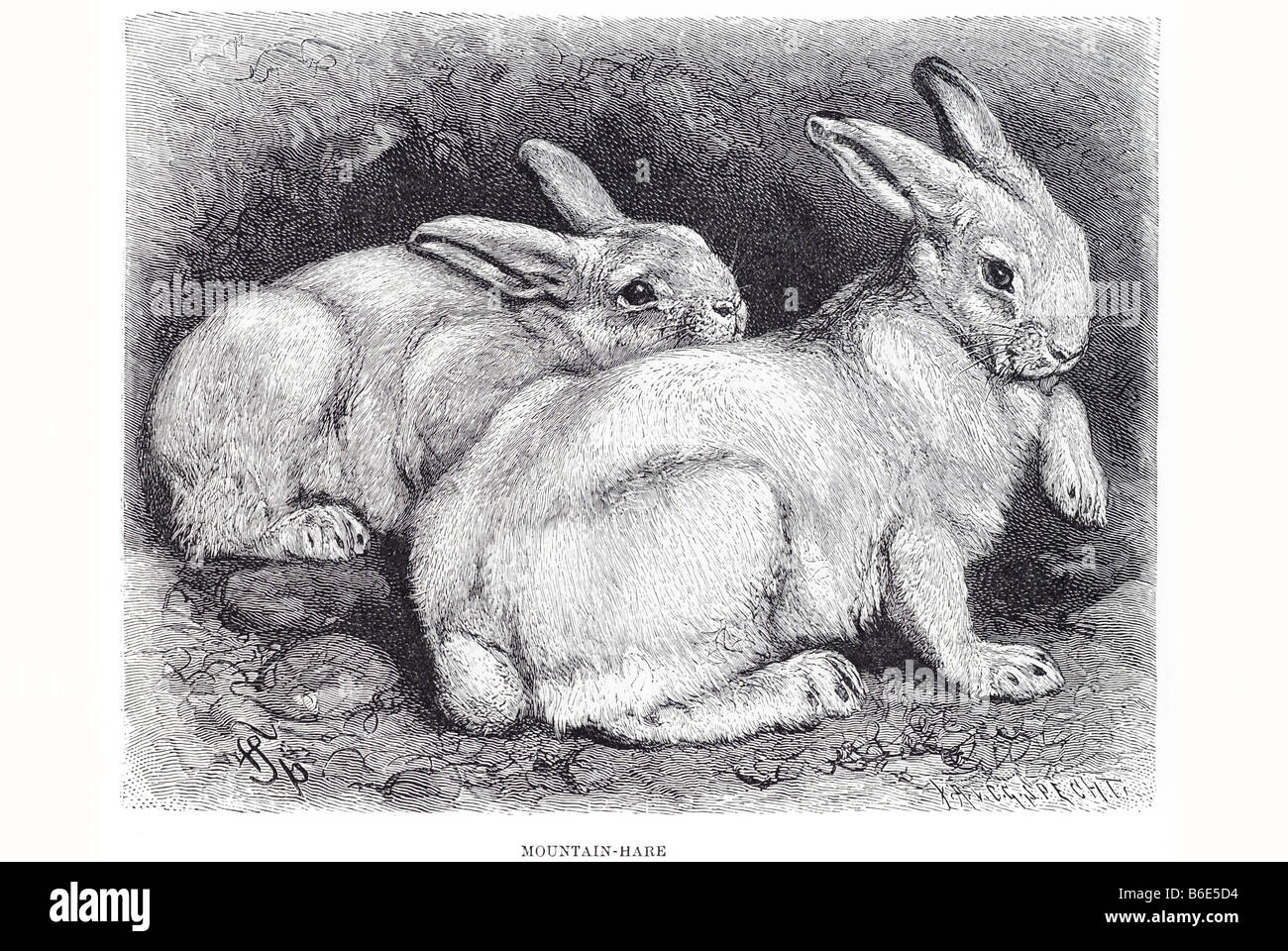 Hare said master hi-res stock photography and images - Alamy