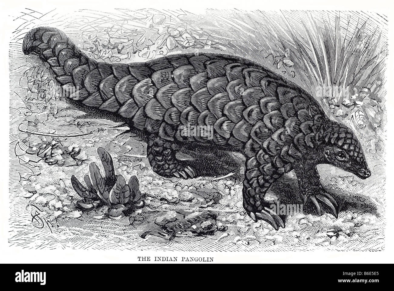 Indian pangolins body hi-res stock photography and images - Alamy