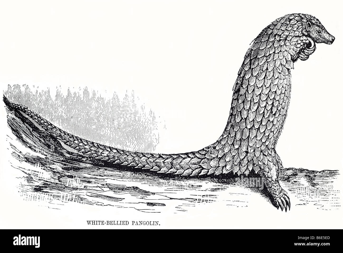 Tree Pangolin Drawing