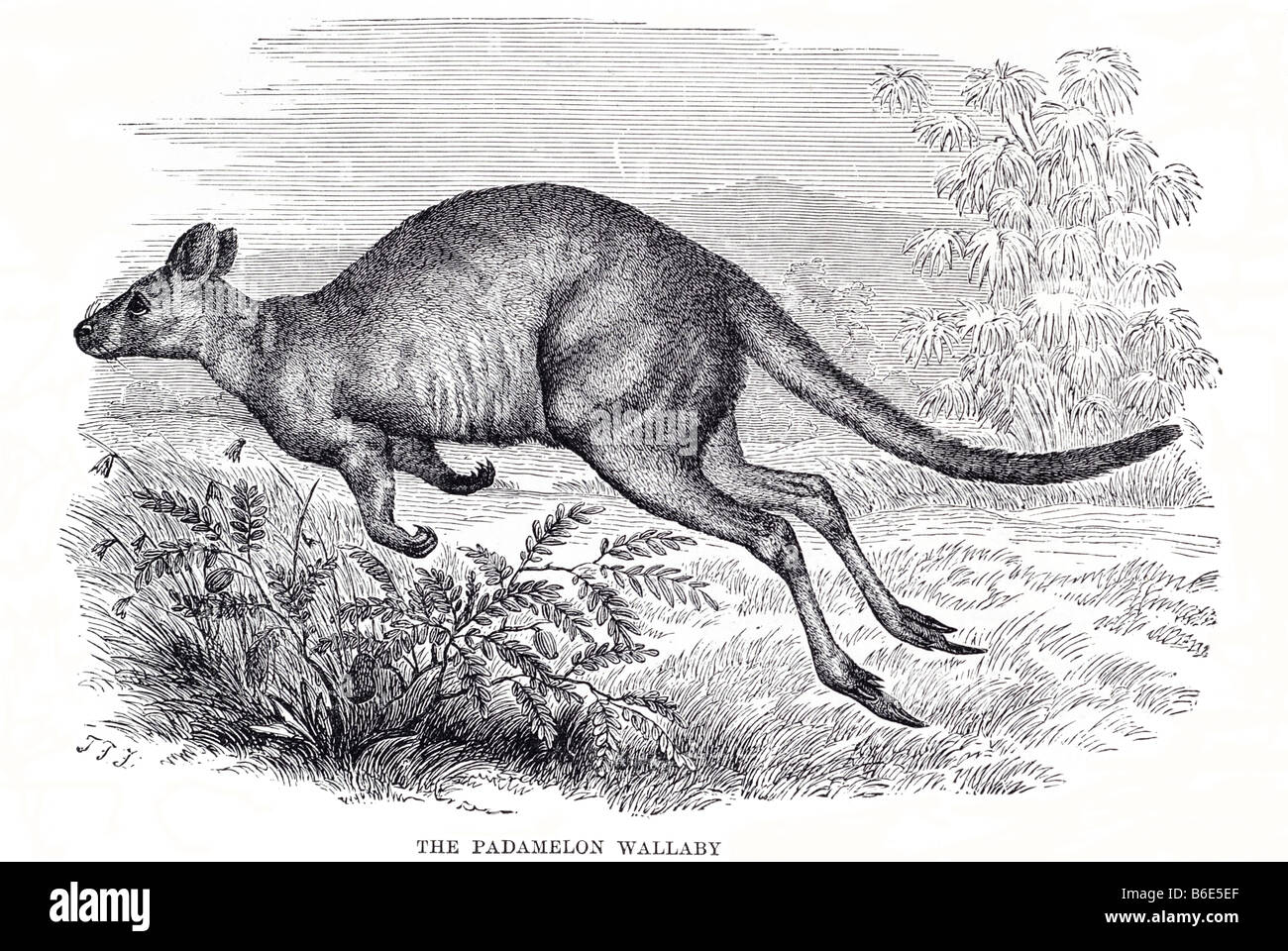 padamelon wallaby is any of about thirty species of macropod Family ...
