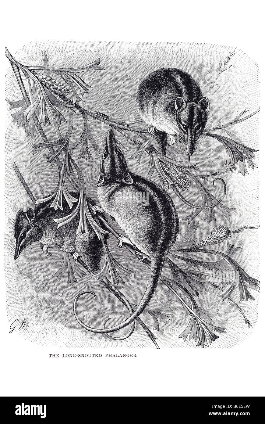 long snouted Phalanger is a genus of possum. It is one of the four ...