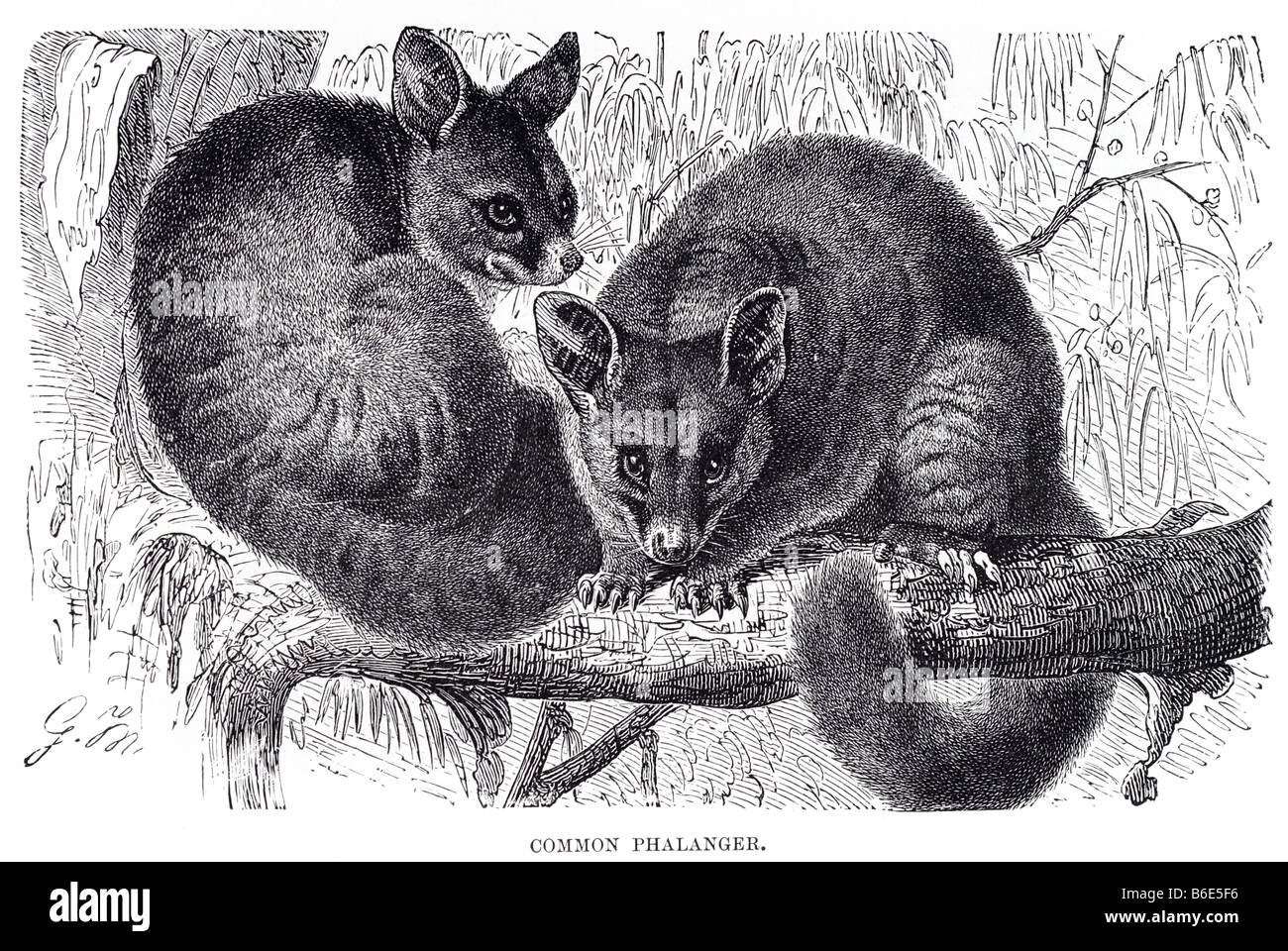 Common phalanger hi-res stock photography and images - Alamy