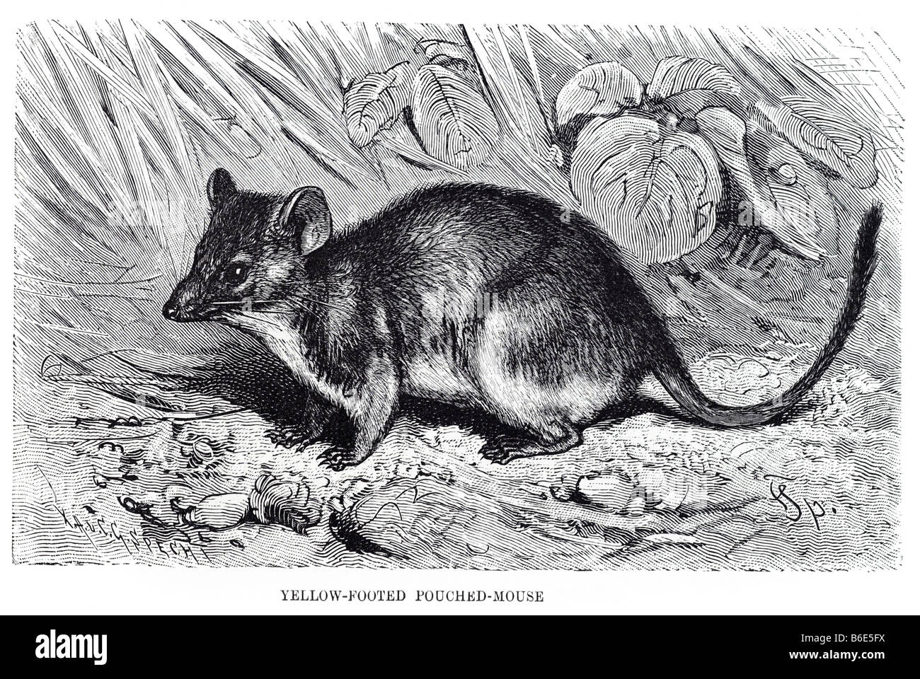 yellow footed pouched mouse The class Mammalia (the mammals) is divided ...