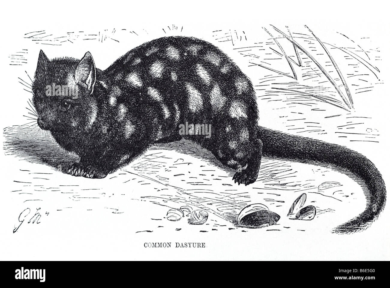 common dasyure Myoictis is a genus of marsupials in the order ...