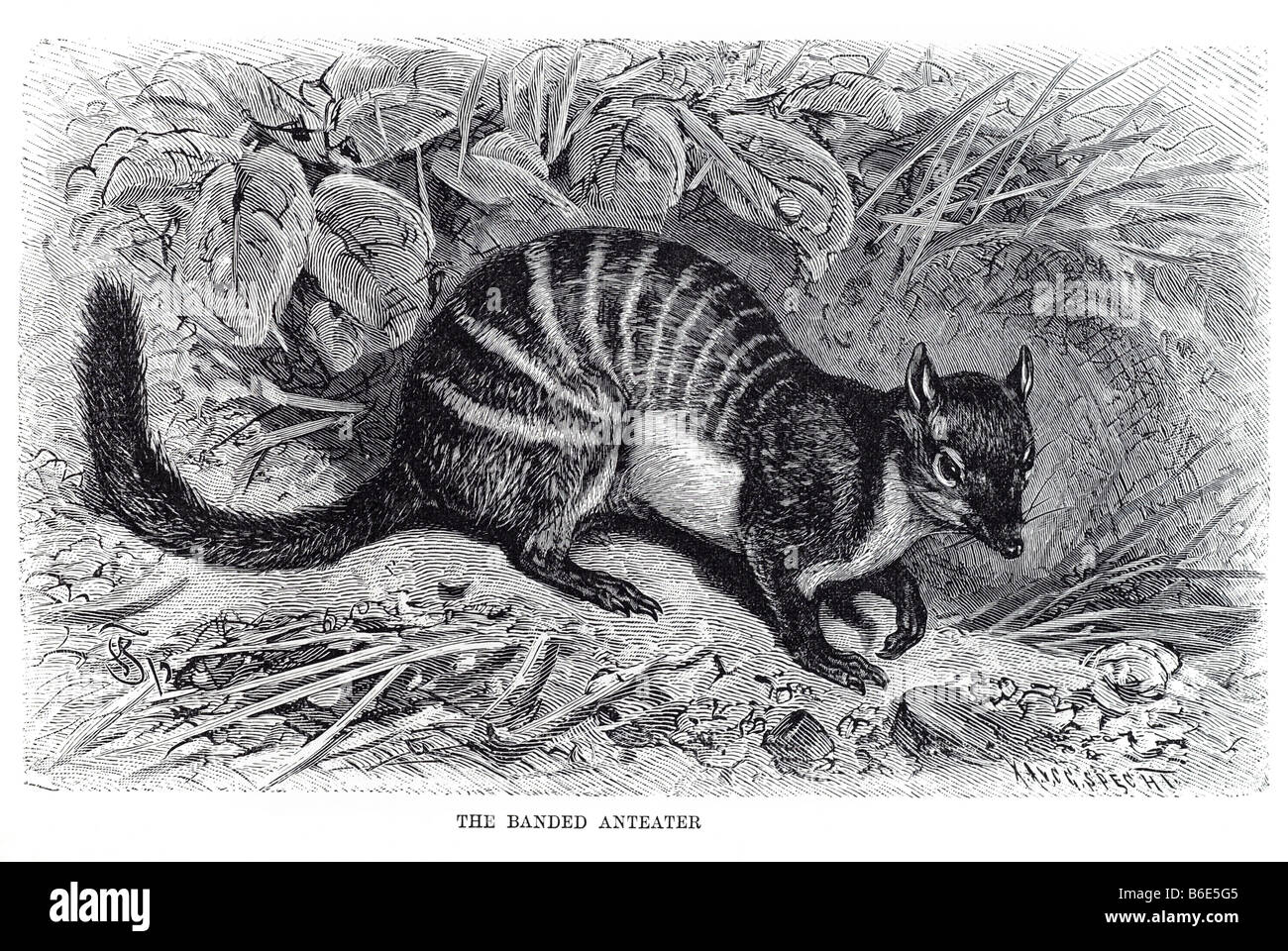 The generalised marsupial carnivores hi-res stock photography and ...