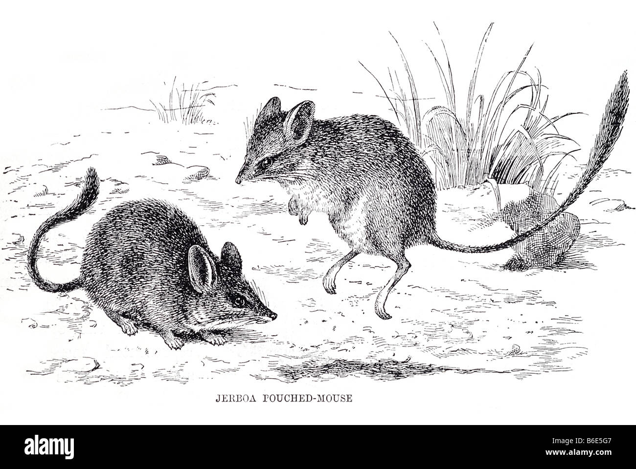 Also known as the jerboa marsupial hi-res stock photography and images ...