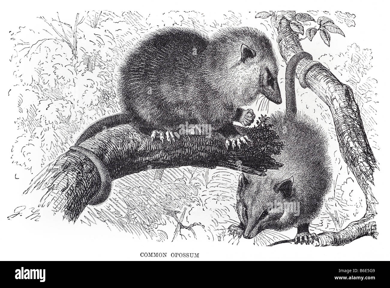 Opossum illustration hi-res stock photography and images - Alamy