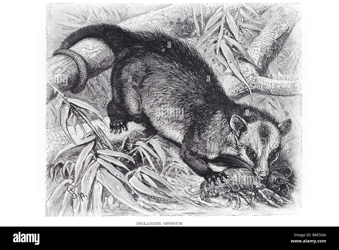 Opossum america hi-res stock photography and images - Alamy