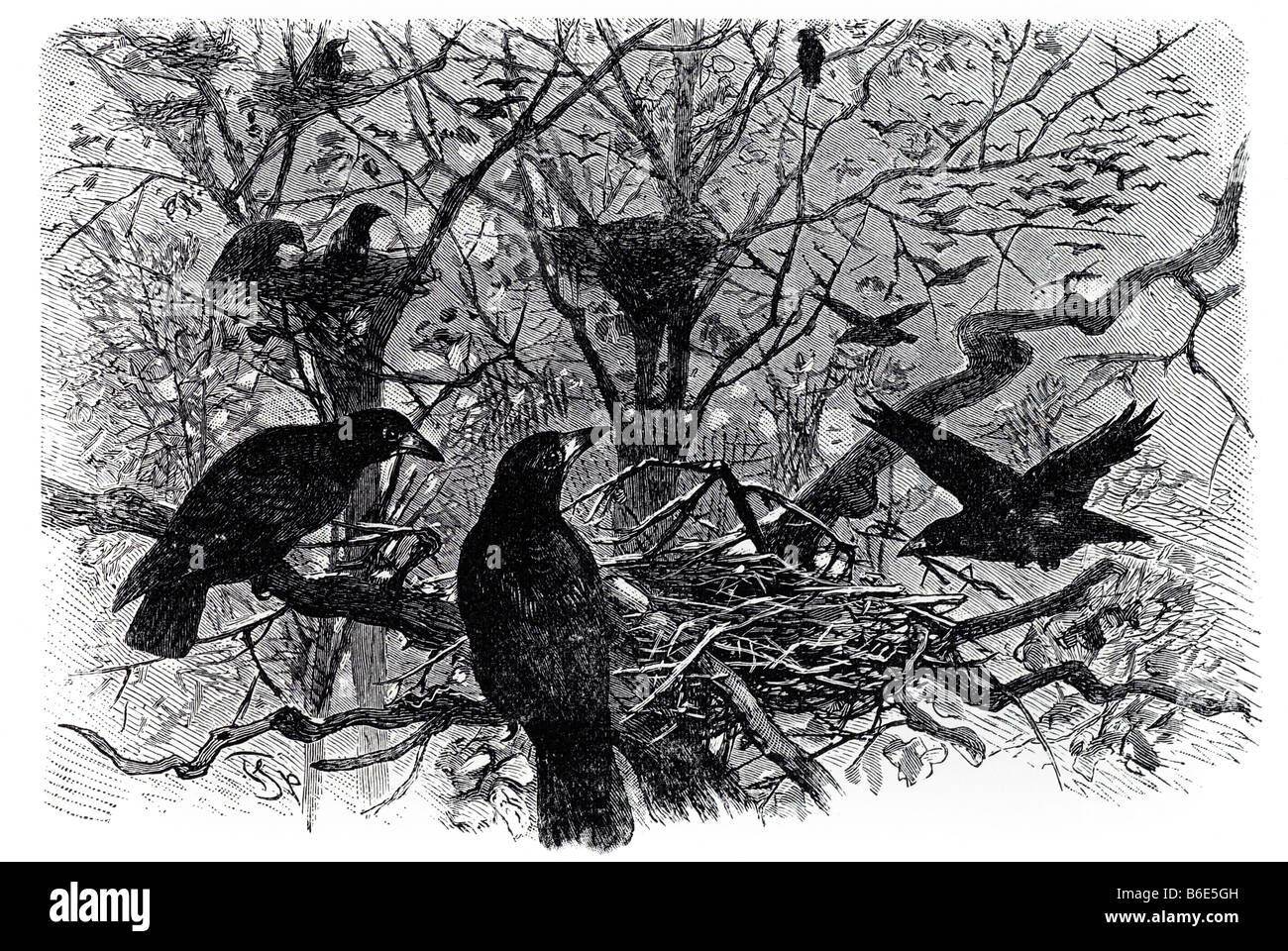 rookery is a colony of breeding animals. The term is applied to the ...