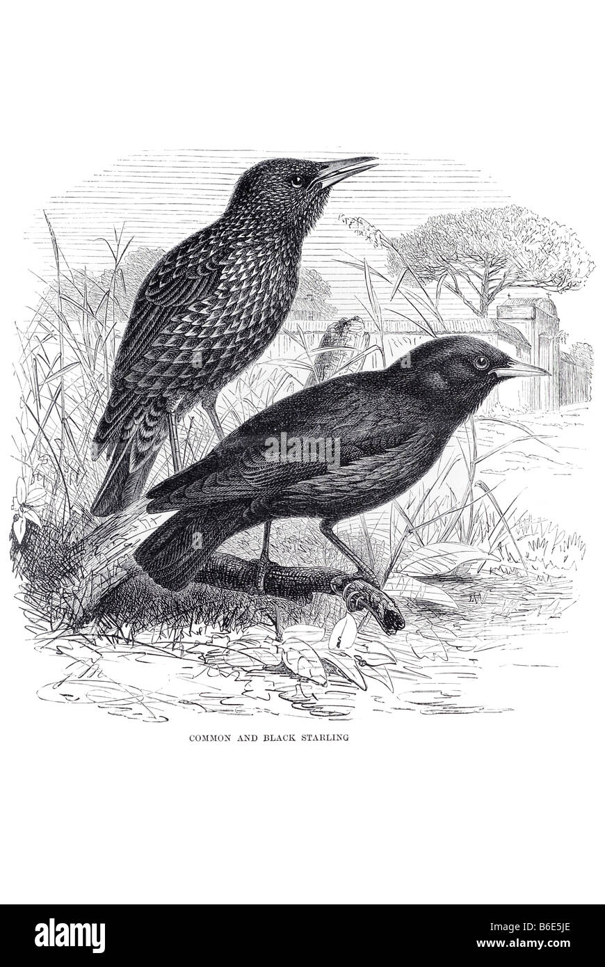 Black and white starling hi-res stock photography and images - Alamy