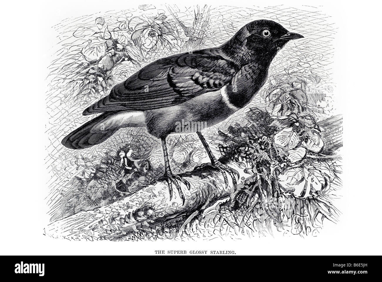 superb glossy starling Starlings passerine Sturnidae sturnus World ...