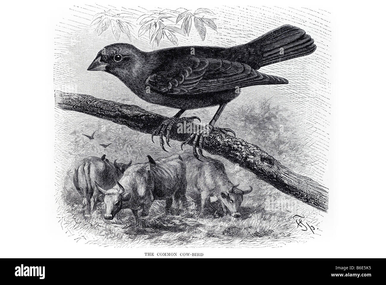 common cow bird Cowbirds genus Molothrus Icteridae brood parasitic New ...