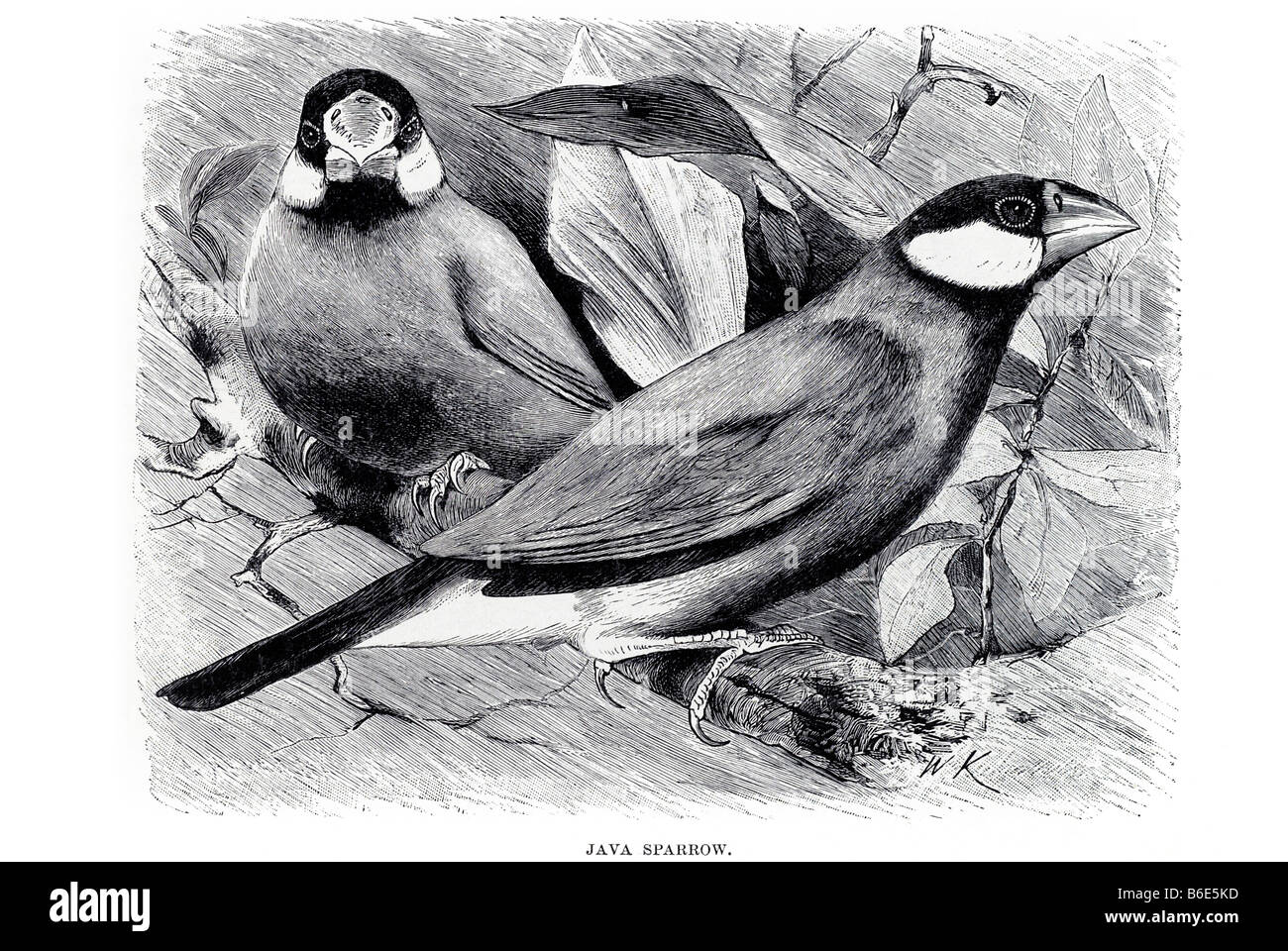 Passerine bird indonesia hi-res stock photography and images - Alamy