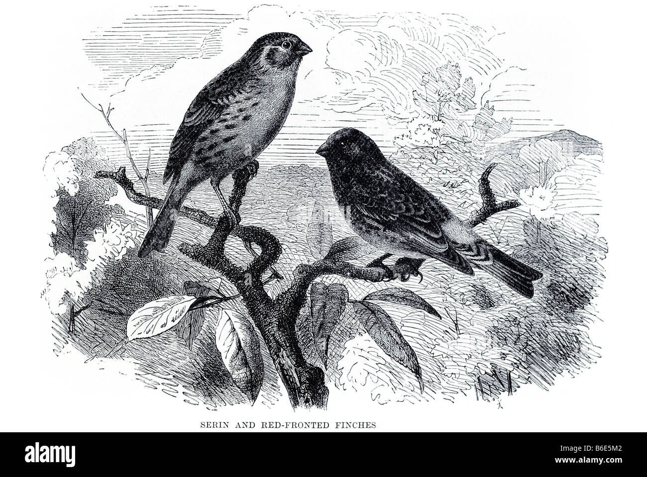 serin red fronted finches Serinus Fringillidae Afrotropical Europe Asia ...
