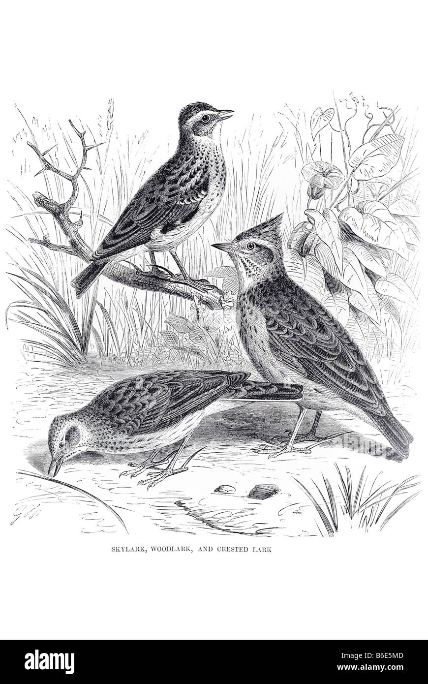 skylark woodlark crested lark Alauda arvensis small passerine bird ...