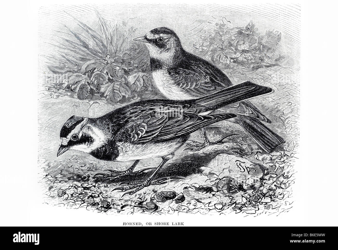 Shore Lark Eremophila alpestris Horned Lark North America breeds North ...