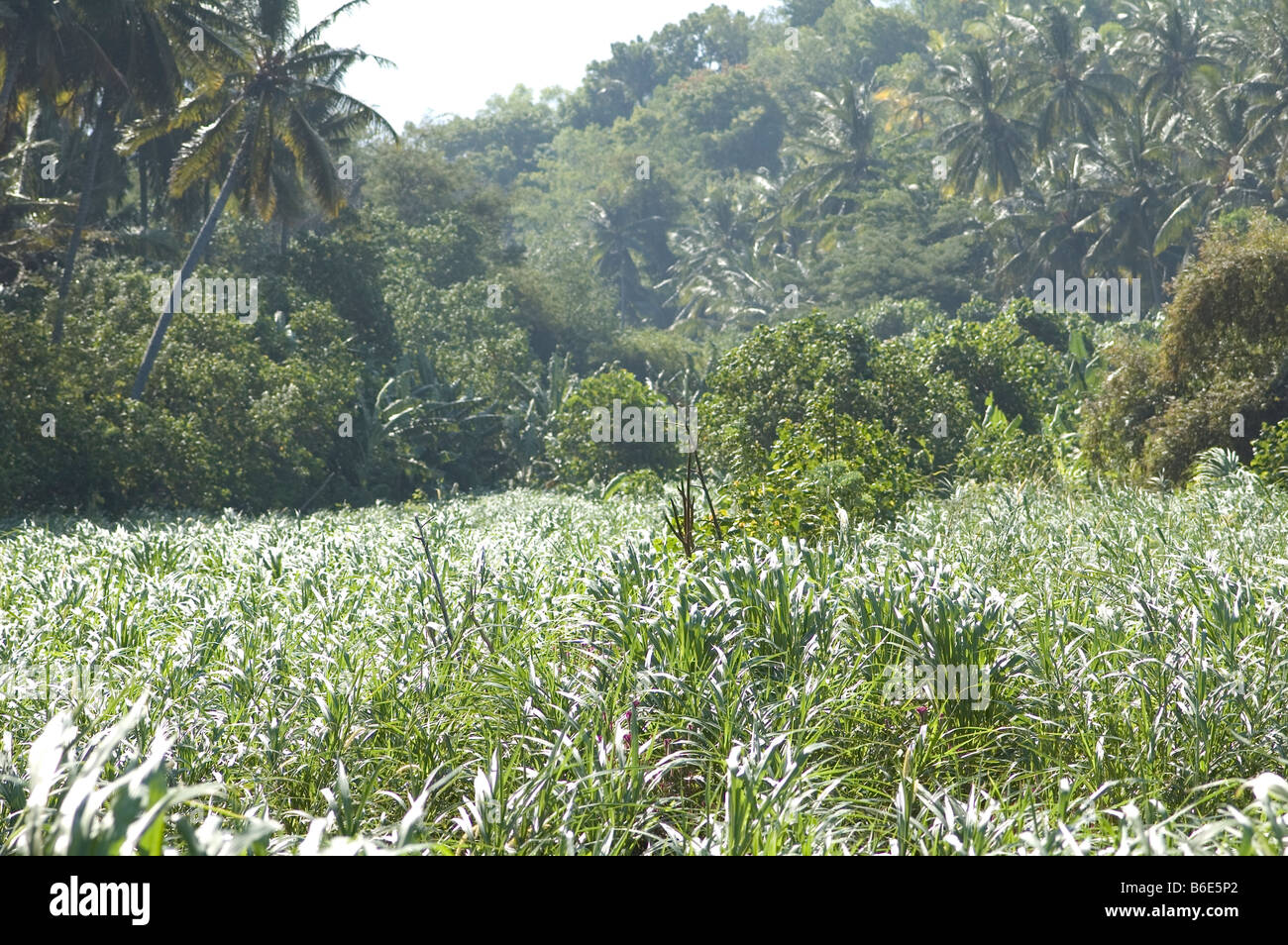 Reflective reed grass Stock Photo - Alamy