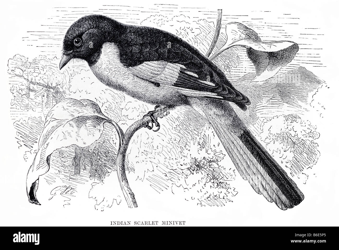 Scarlet minivet pericrocotus flammeus philippines hi-res stock ...