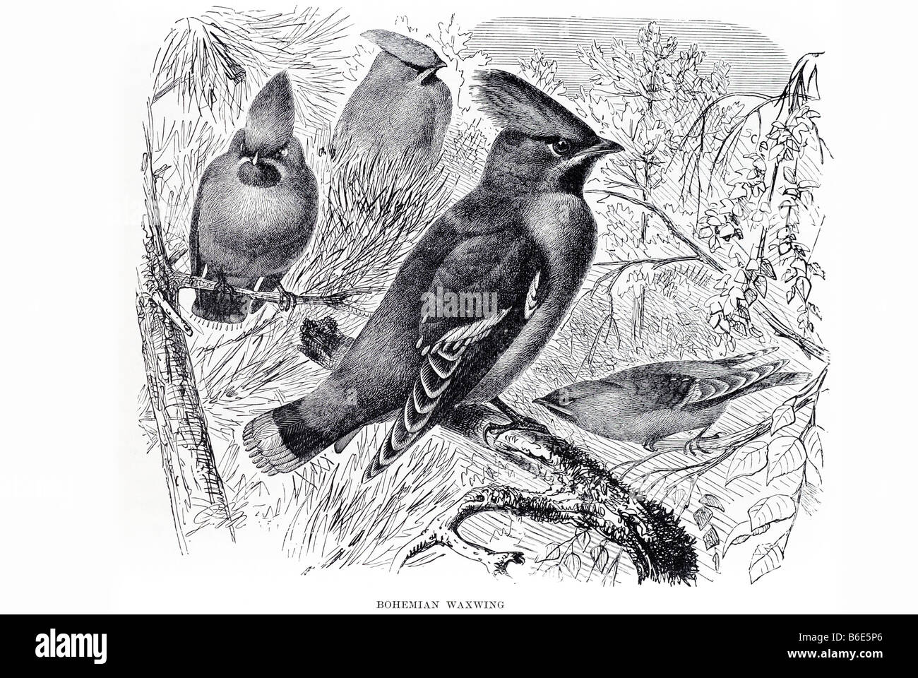 Bohemian Waxwing Bombycilla garrulus passerines sleek bird 18-21 cm ...