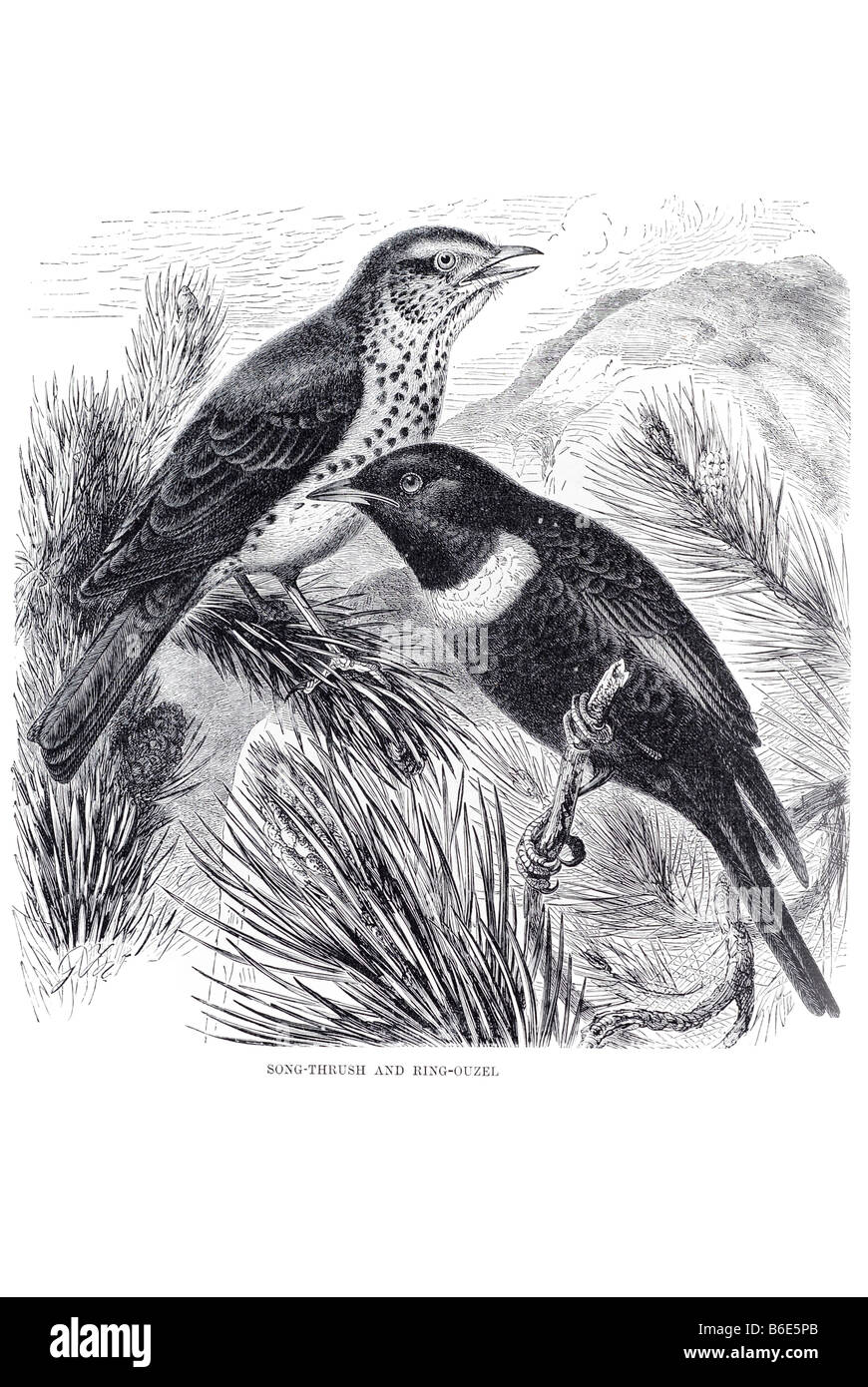 Ring ouzel illustration hi-res stock photography and images - Alamy