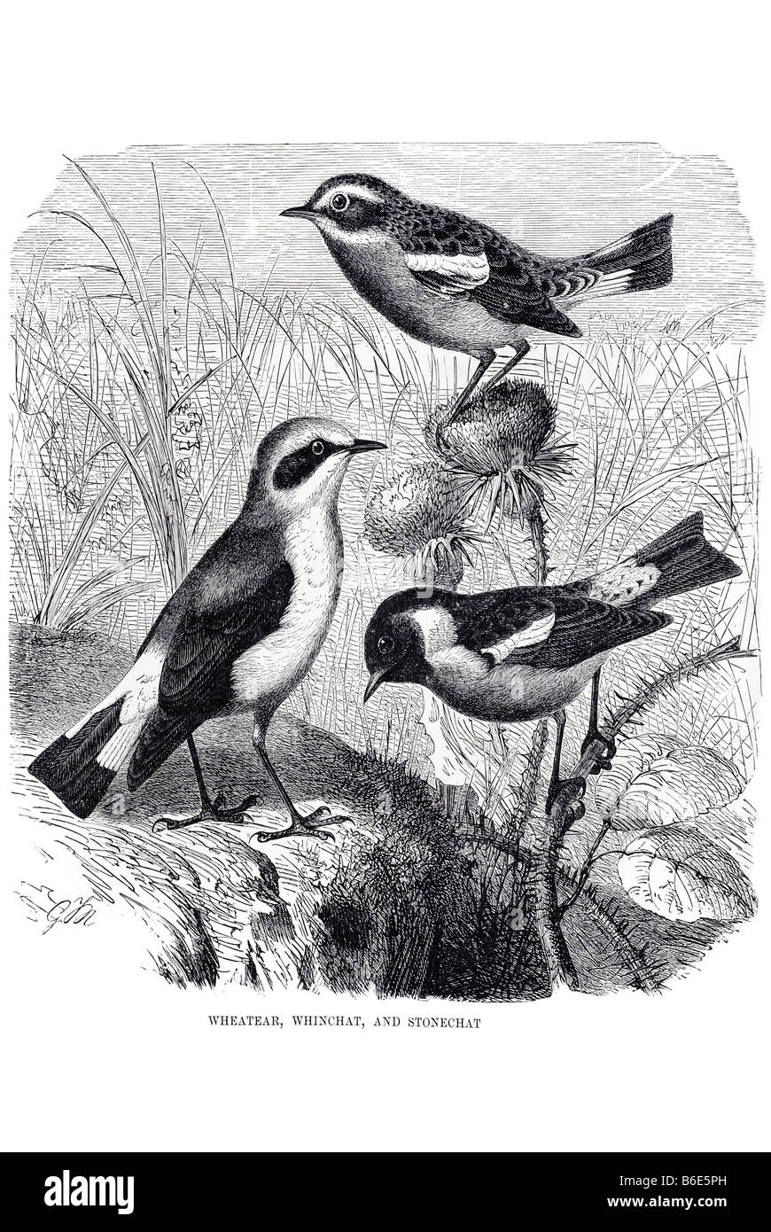 Northern wheatear and stonechat hi-res stock photography and images - Alamy