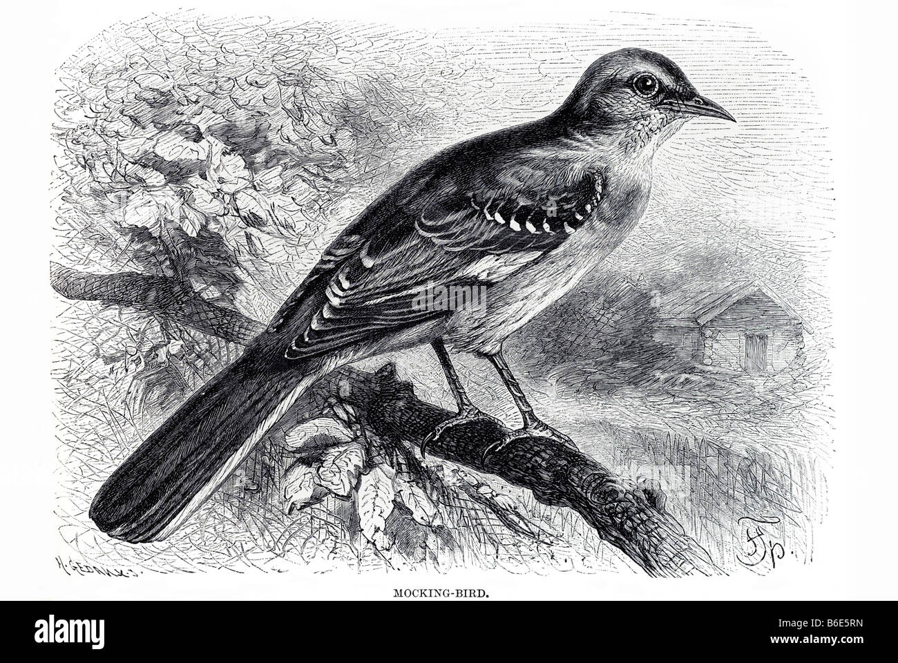 Mocking bird hi-res stock photography and images - Alamy