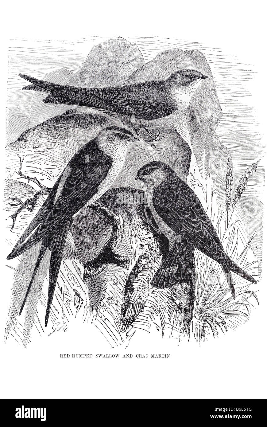 red rumped swallow crag martin Cecropis daurica Ptyonoprogne rupestris ...