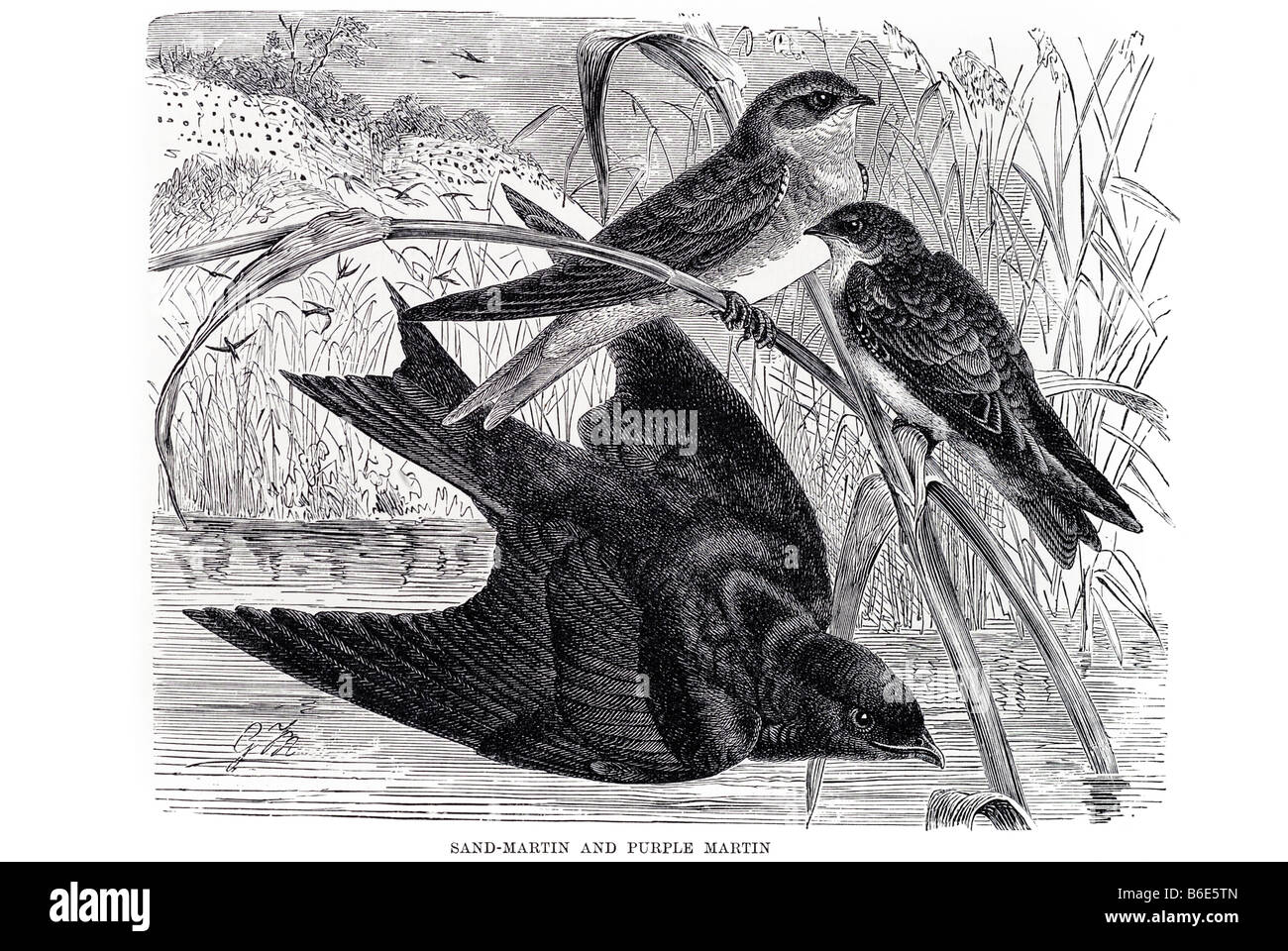 Drawing of the purple martin hi-res stock photography and images - Alamy