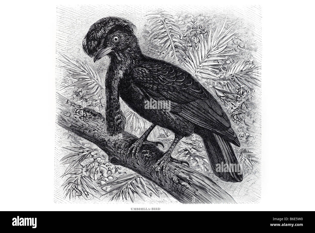 umbrella bird Cephalopterus rainforests Central South America Stock ...