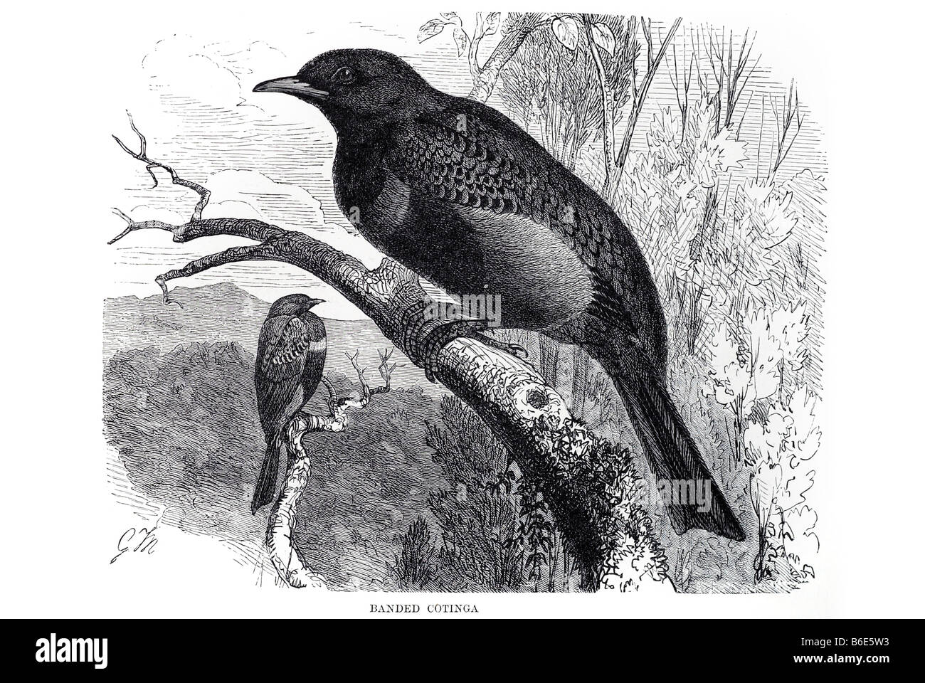 Banded cotinga hi-res stock photography and images - Alamy