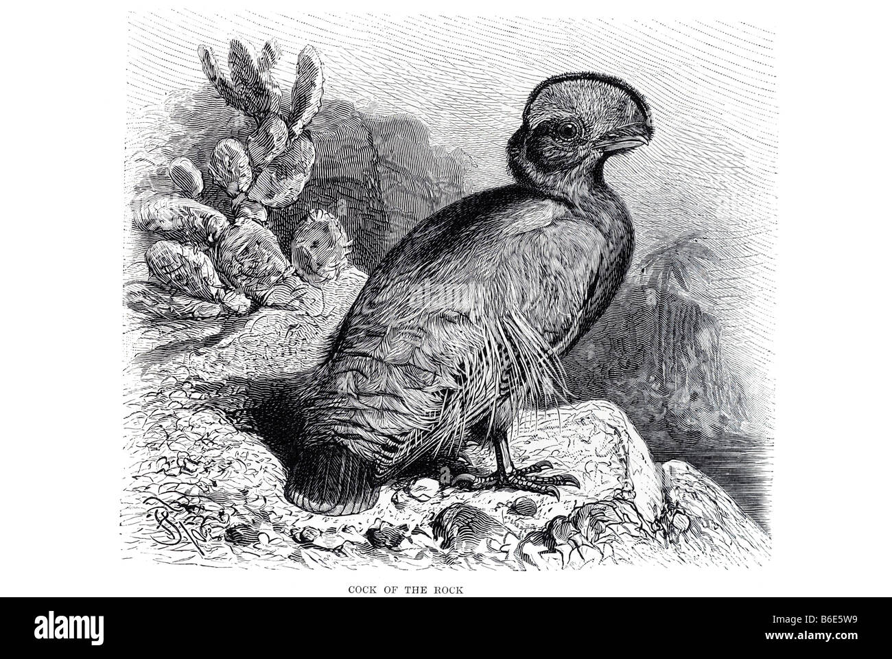 cock of the rock Rupicola peruvianus Rupicola rupicola Stock Photo - Alamy