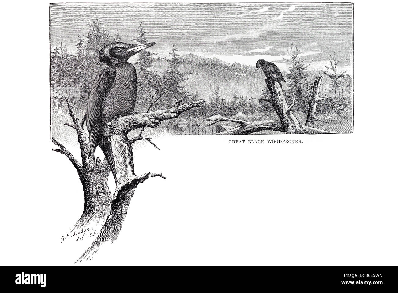 great black woodpecker Dryocopus martius northern palearctic Eurasia ...