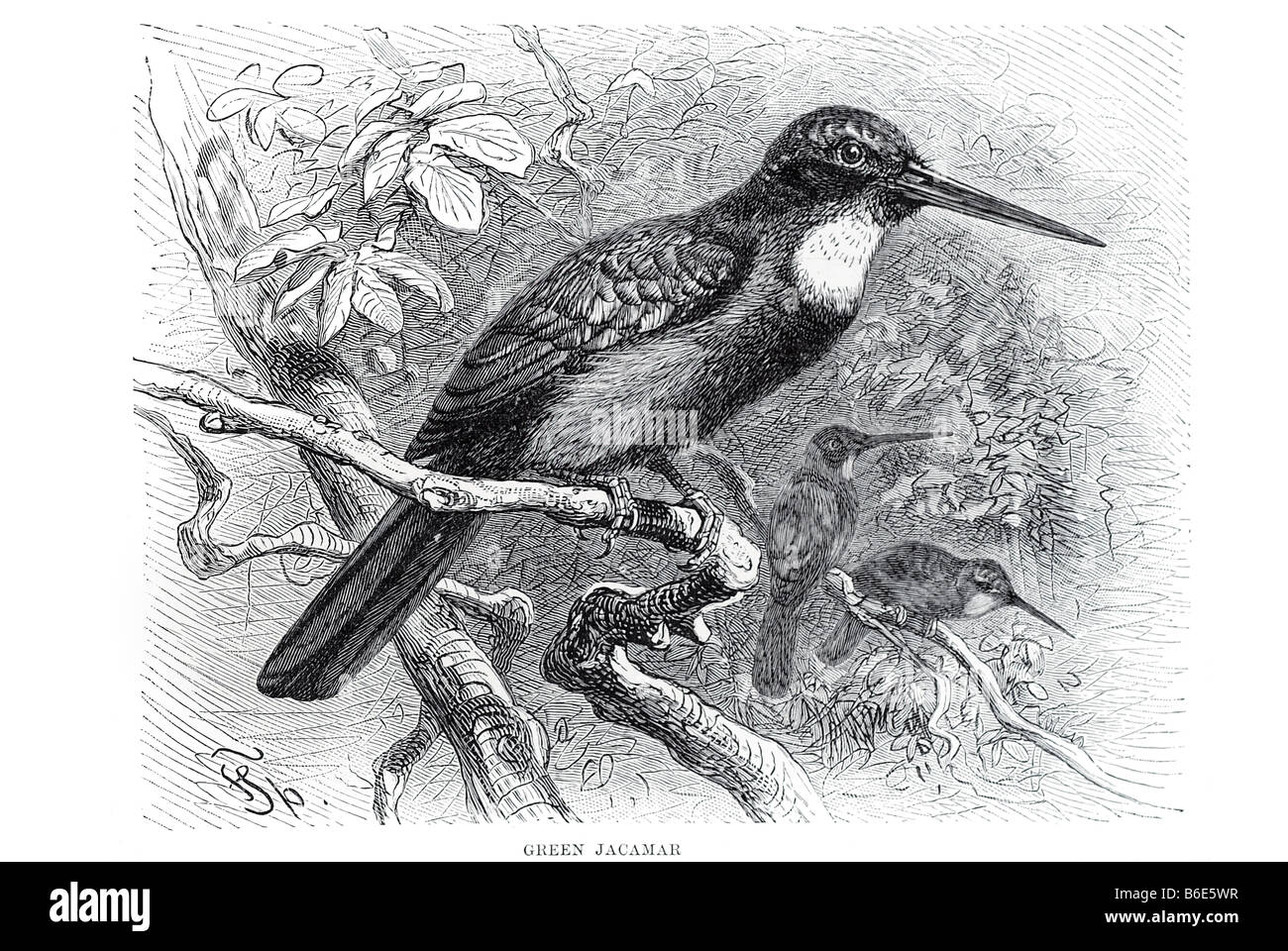green jacamar Galbula galbula Green-tailed Galbulidae lowland forests ...