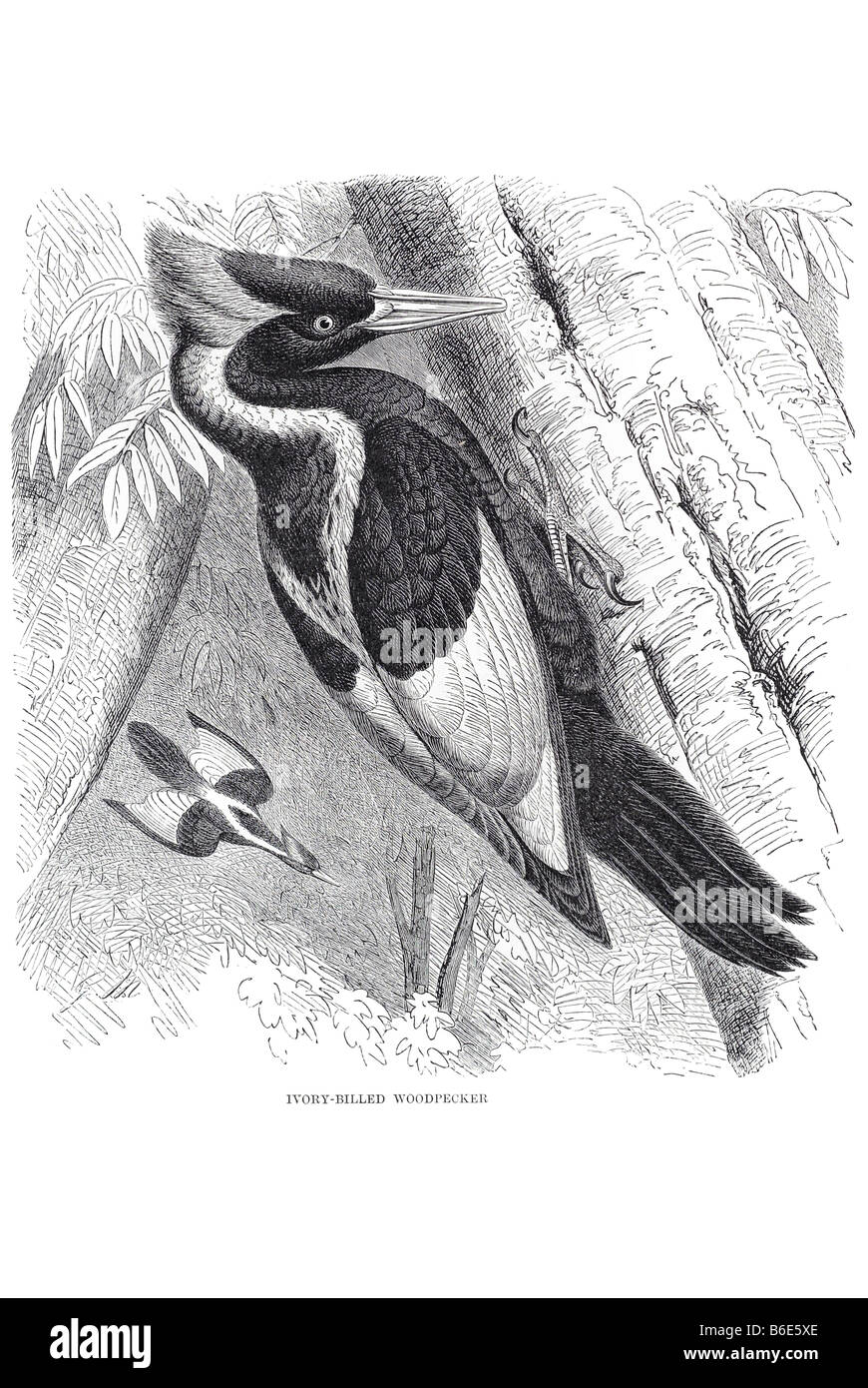 ivory billed woodpecker Campephilus principalis Picidae extinct ...